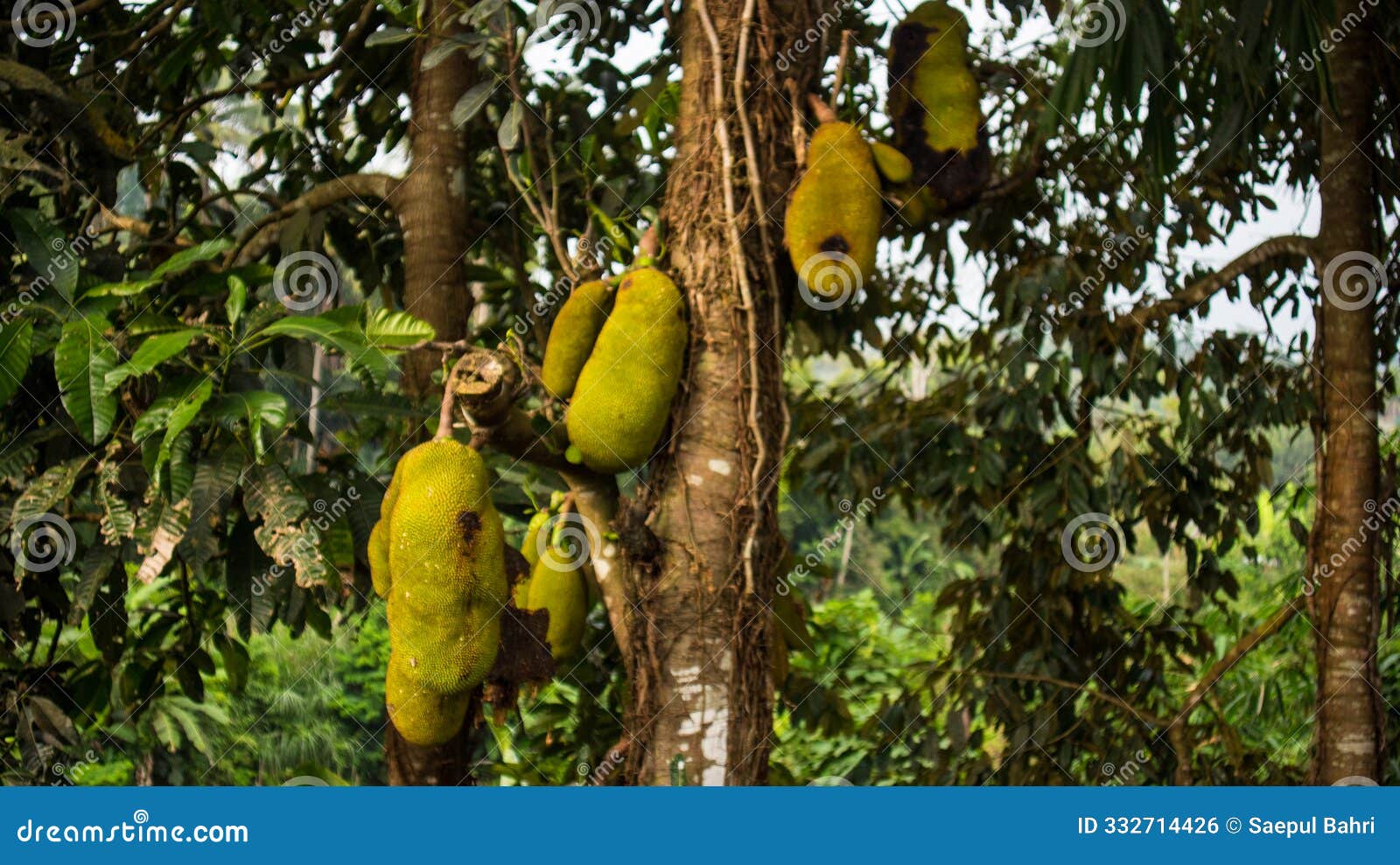Jackfruit Hanging from Branches of Jackfruit Tree Stock Photo - Image ...