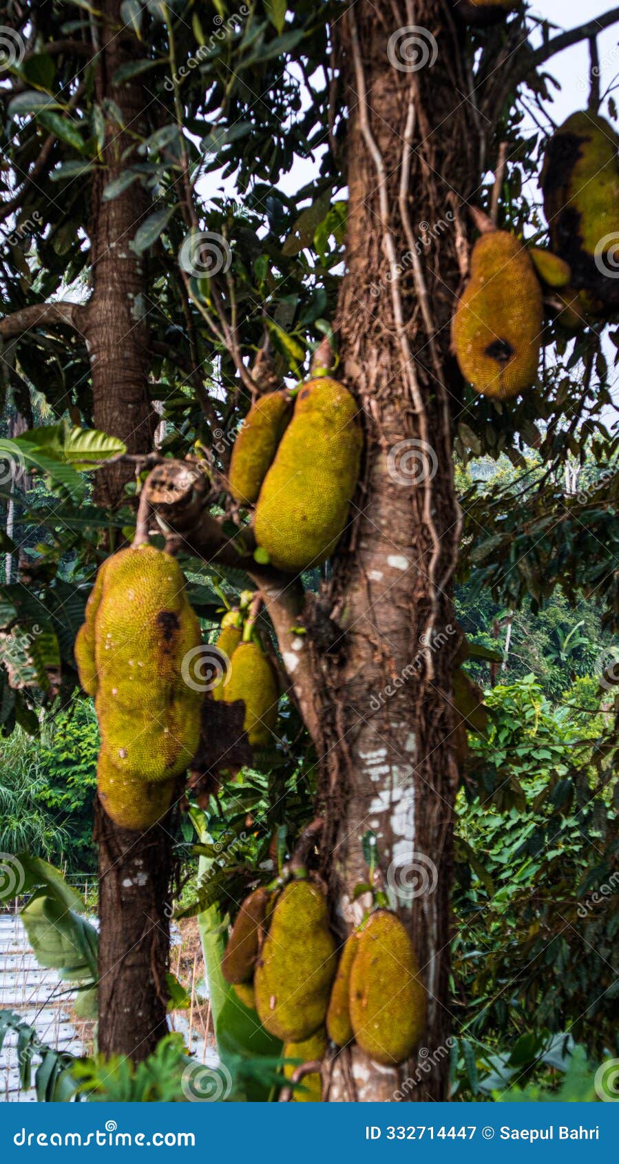 Jackfruit Hanging from Branches of Jackfruit Tree Stock Image - Image ...