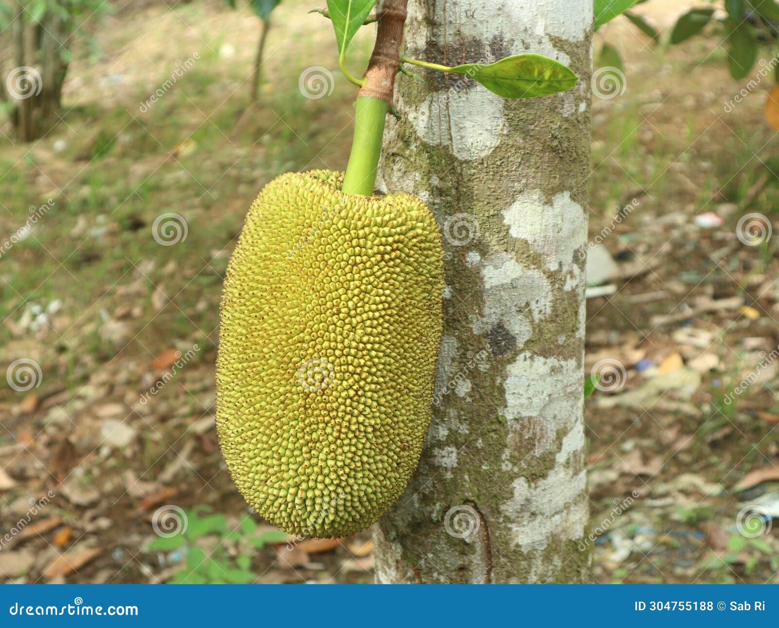 Jackfruit Hanging on the Tree Trunk Stock Photo - Image of yellow, leaf ...