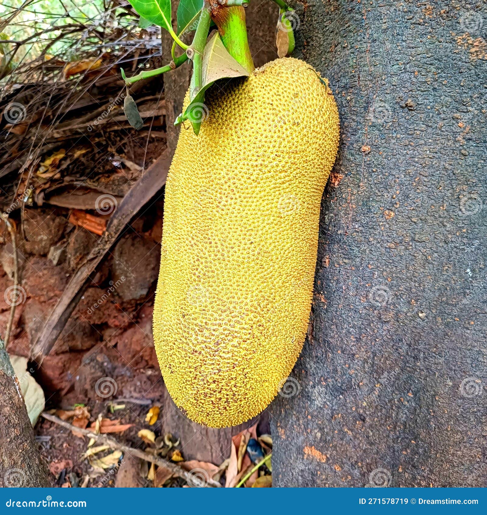 The Jackfruit in Indian Village Stock Image - Image of yellow, closeup ...