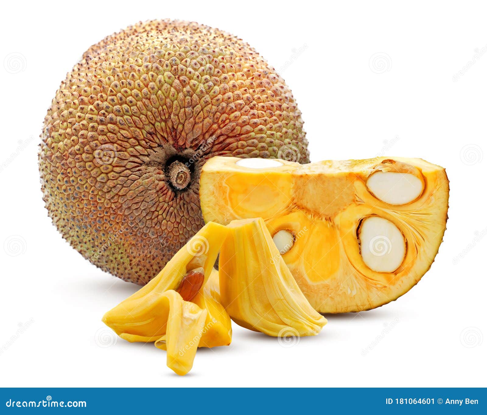 Single Jackfruit Artocarpus Heterophyllus Fruit Growing On A Tree On ...