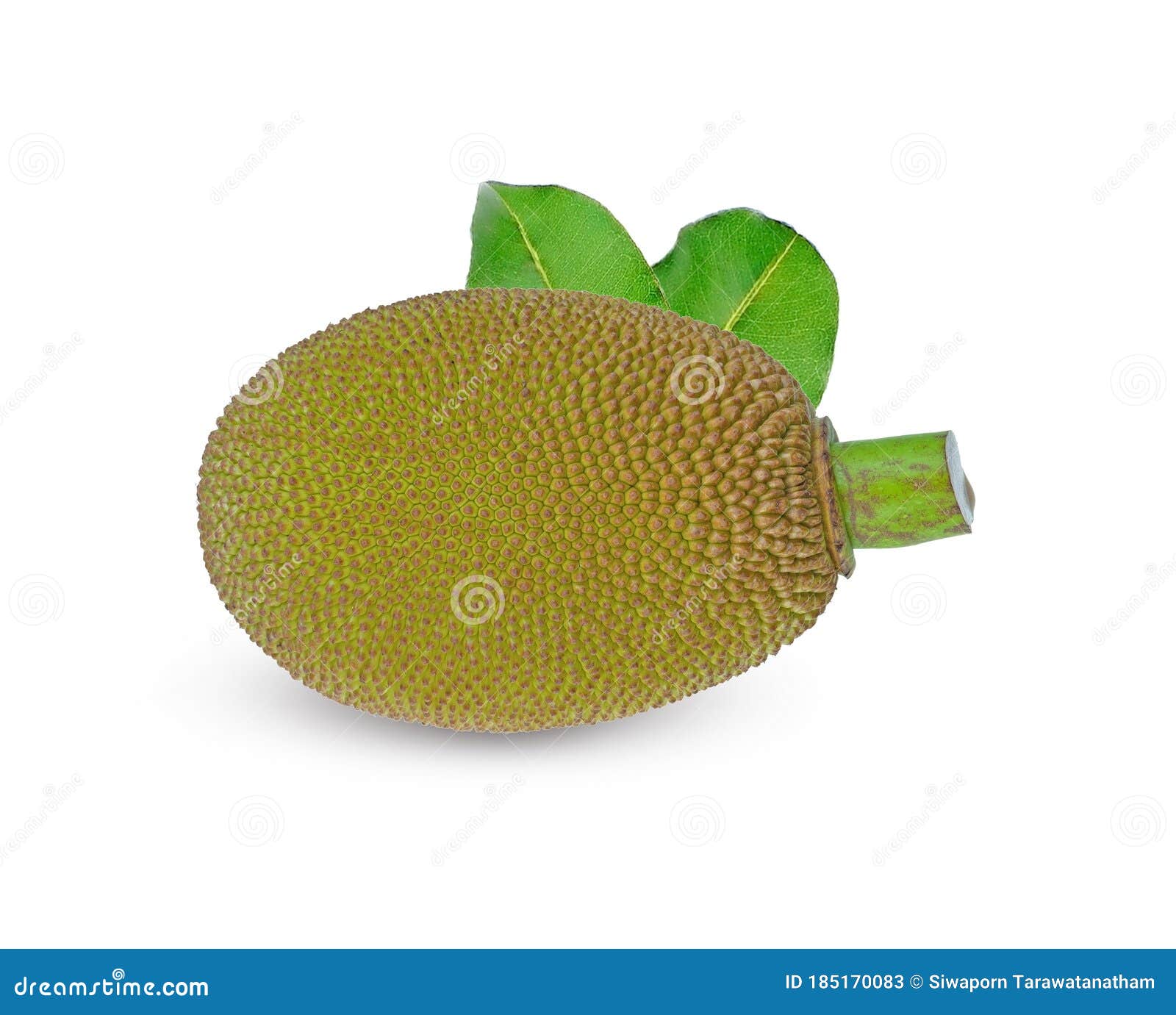 Jackfruit Isolated on White Background Stock Image - Image of jackfruit ...