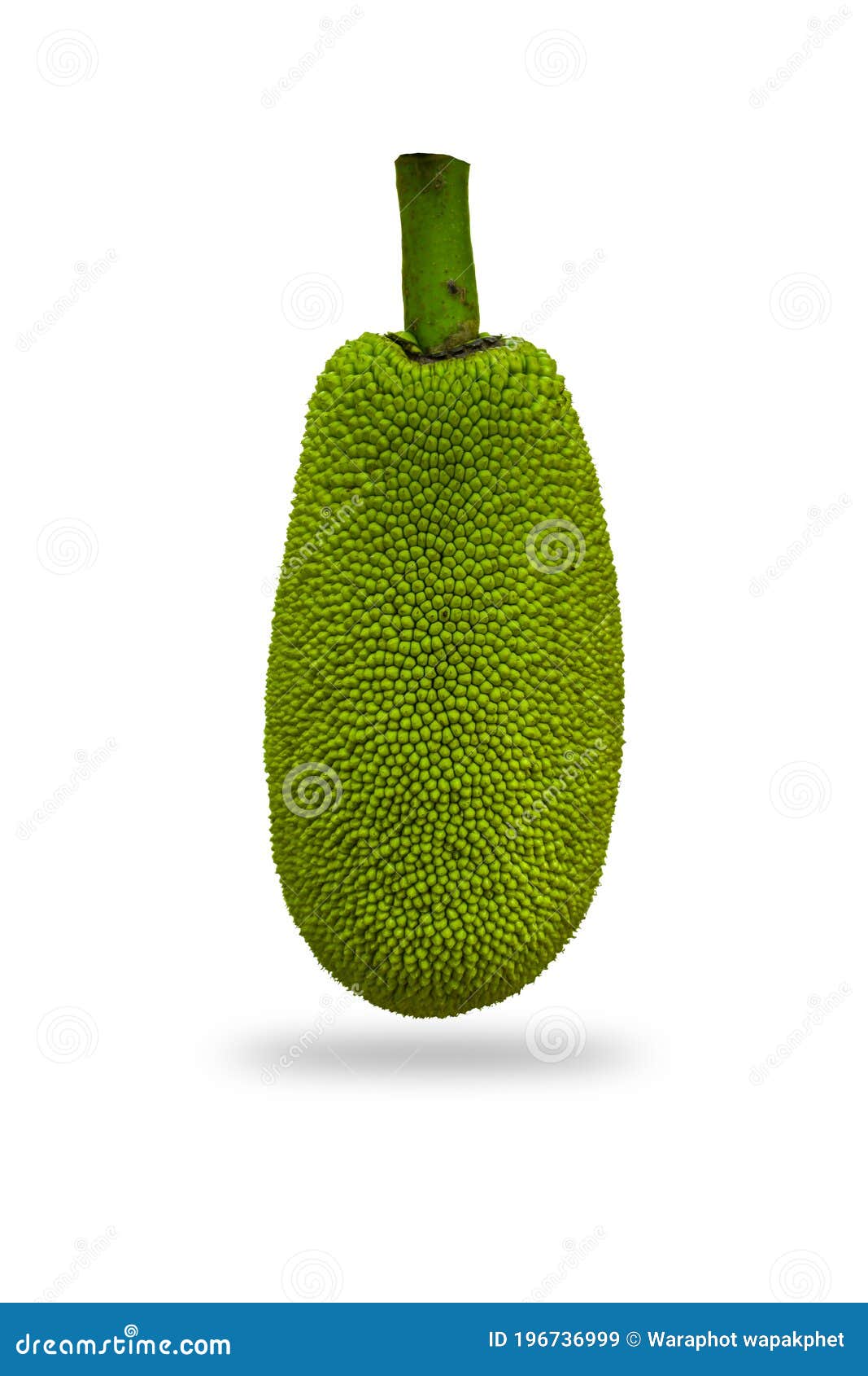 Jackfruit Isolated on White Background Stock Image - Image of growing ...