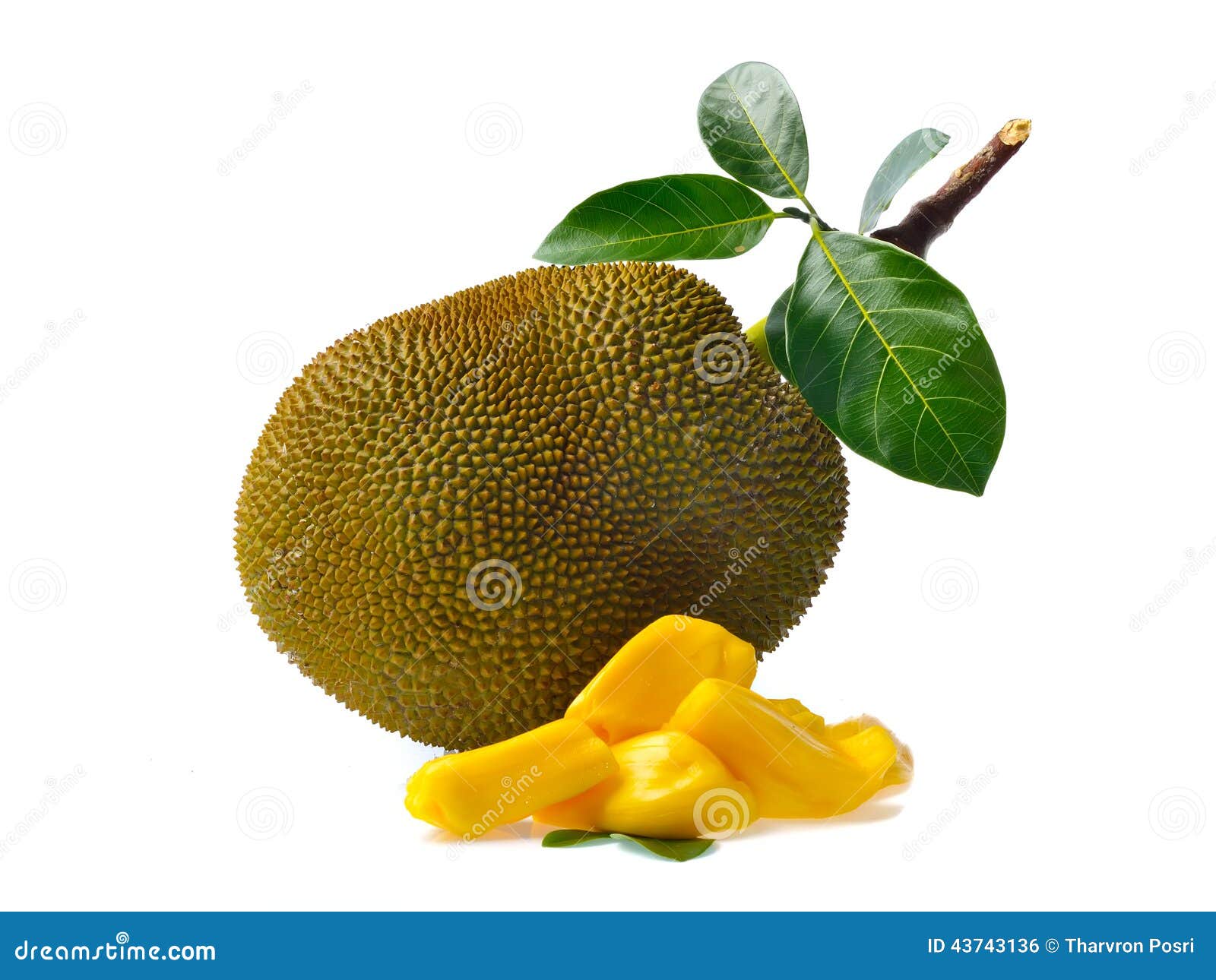 Jackfruit Isolated on White Background Stock Photo - Image of ...