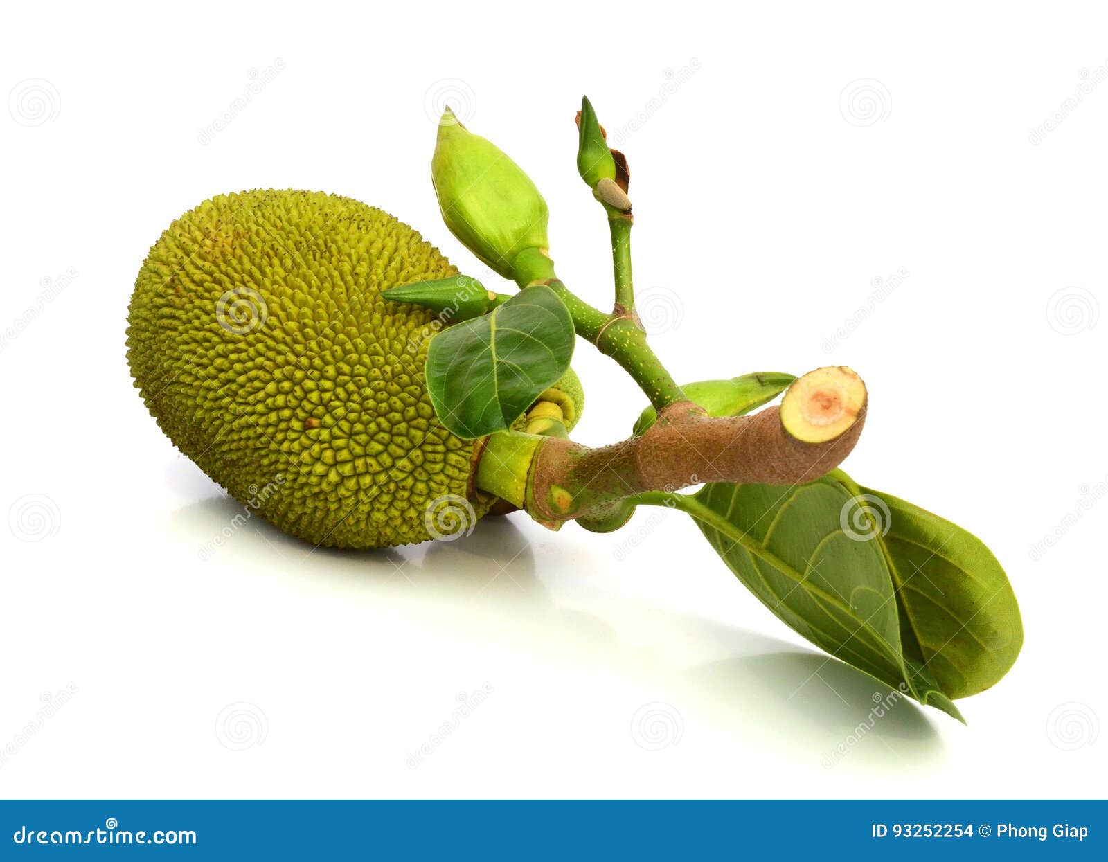 Jackfruit stock photo. Image of thorny, hard, sweet, cooking - 93252254