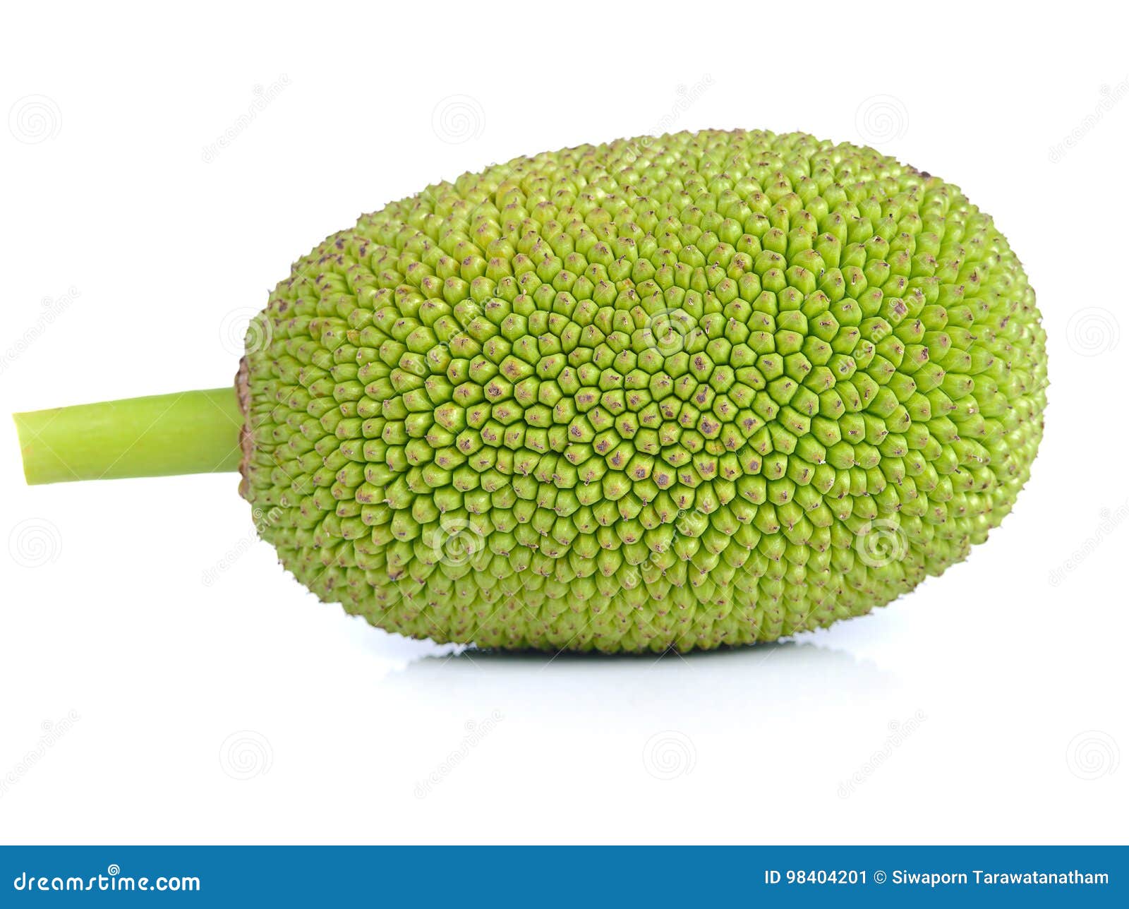 Jackfruit Isolated on White Background Stock Image - Image of growing ...