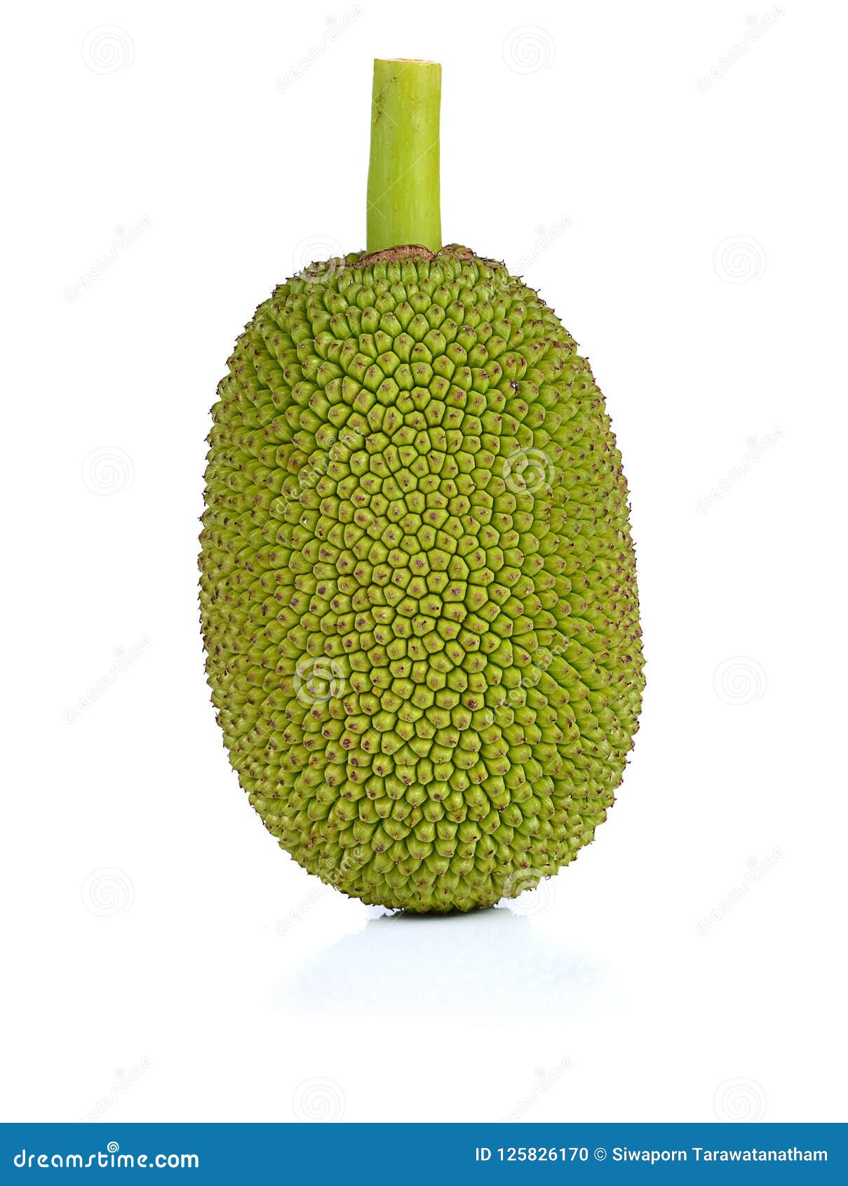 Jackfruit Isolated on White Background Stock Photo - Image of crops ...