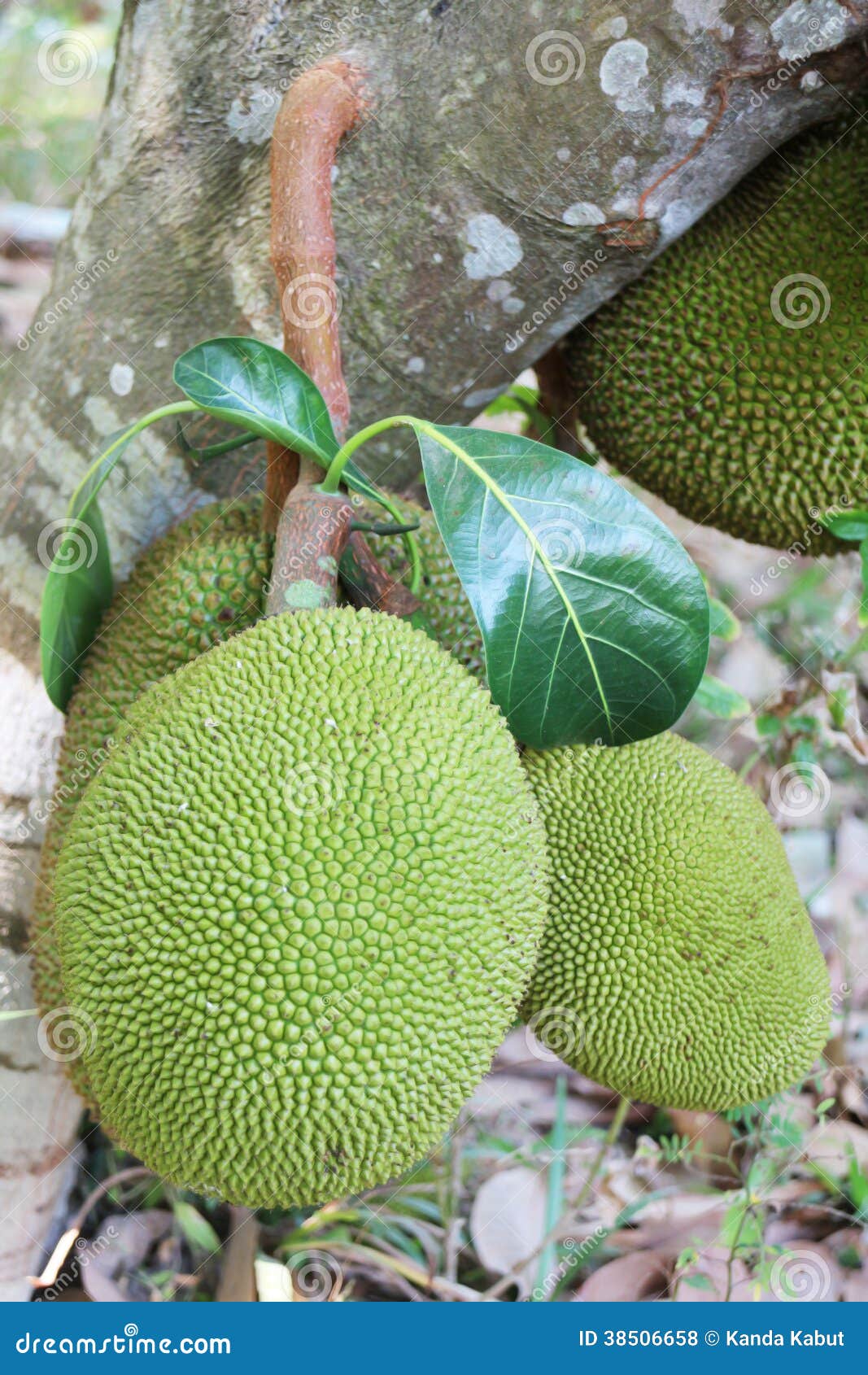 Jackfruit stock photo. Image of agriculture, green, commack - 38506658