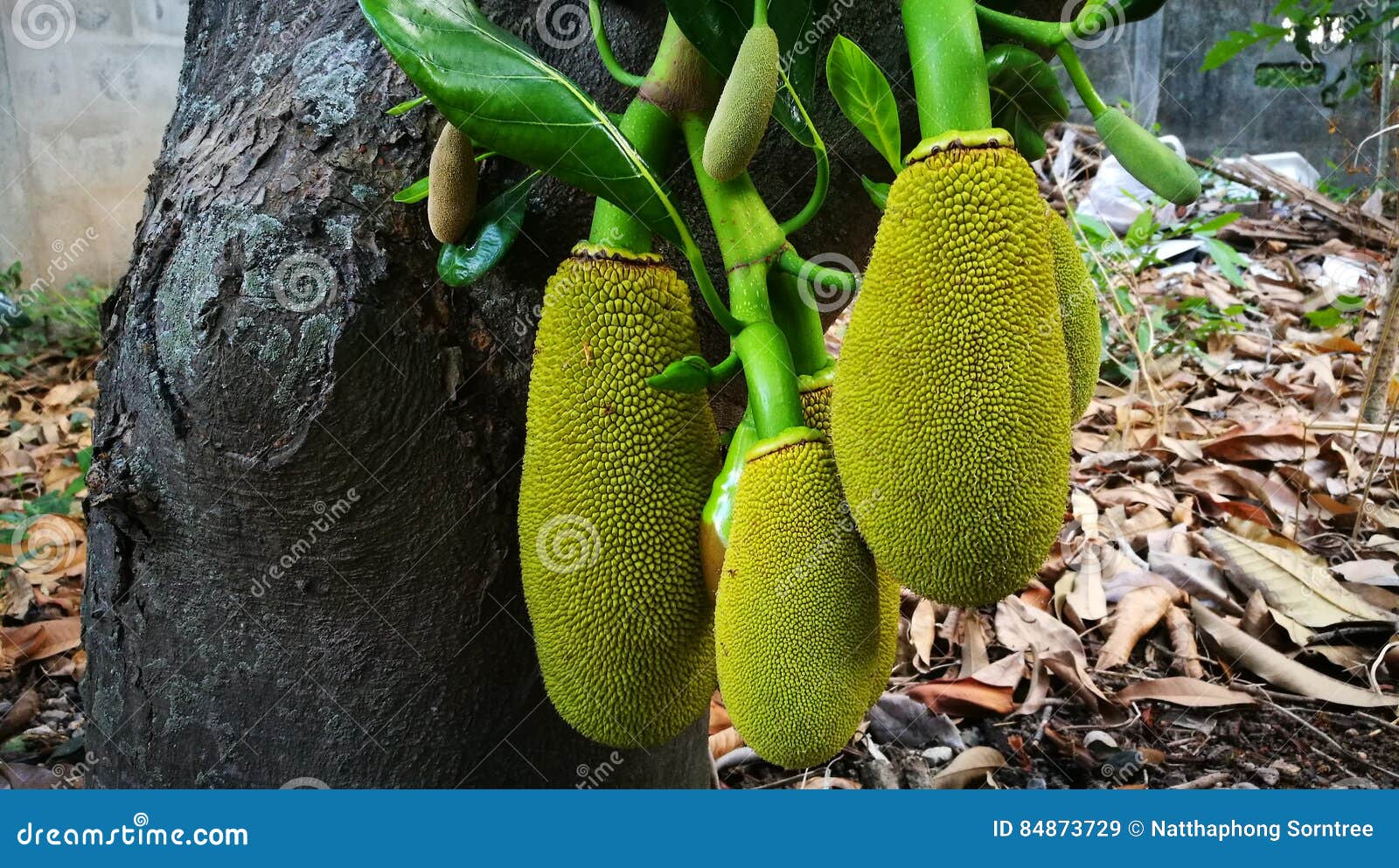 Jackfruit stock image. Image of pale, jack, fruit, green - 84873729