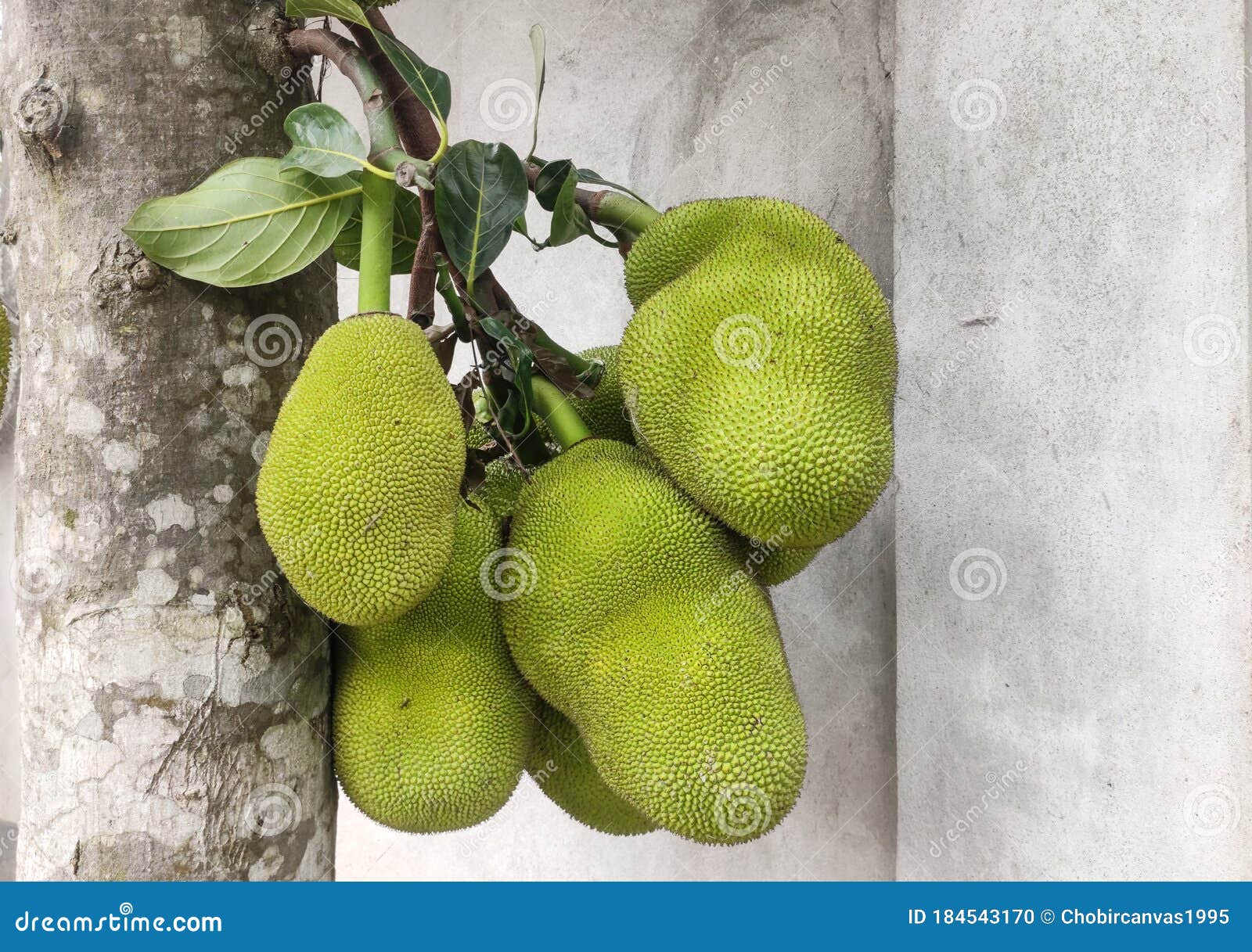 Jackfruit on a jack tree. stock photo. Image of sweet - 184543170