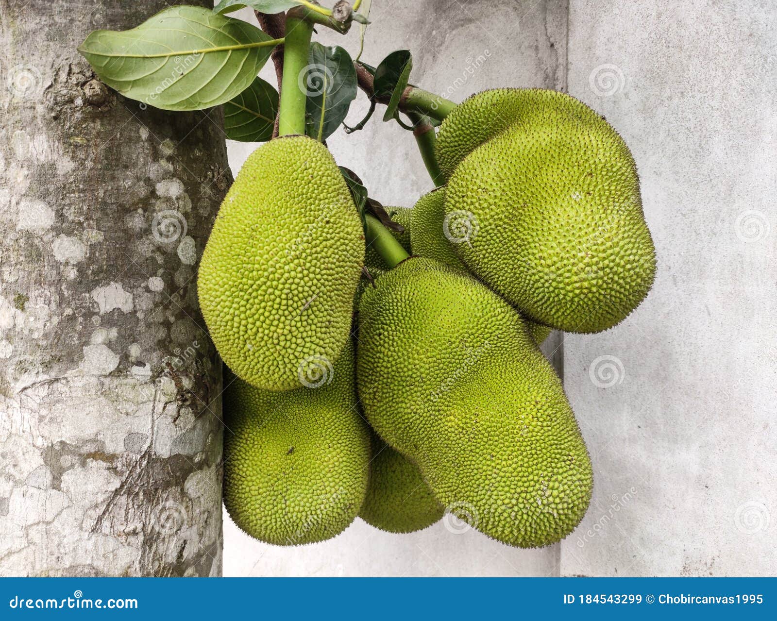 Jackfruit on a jack tree. stock image. Image of pontura - 184543299