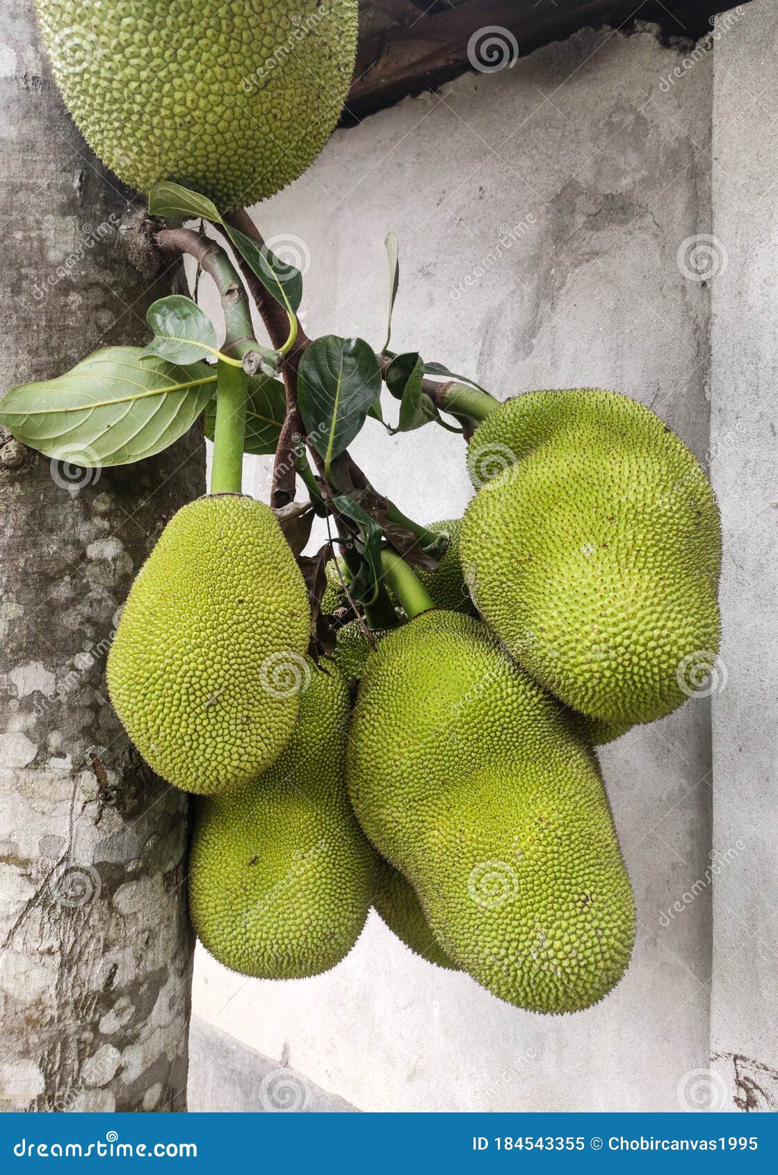 Jackfruit on a jack tree. stock image. Image of pontura - 184543355
