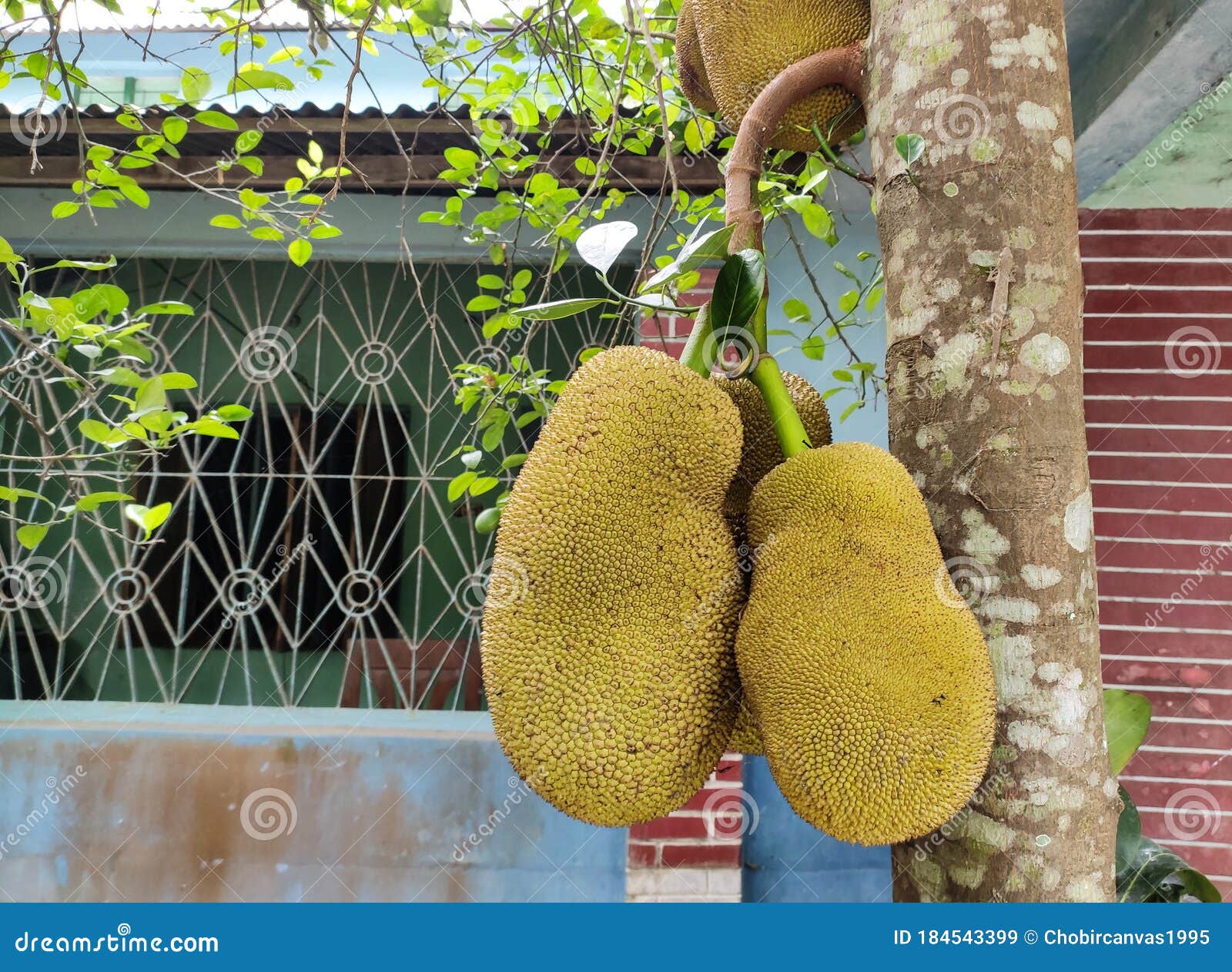 Jackfruit on a jack tree. stock image. Image of natural - 184543399