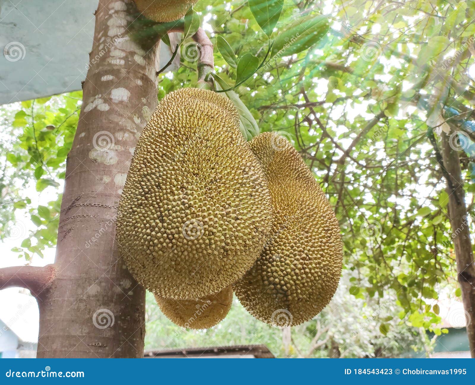 Jackfruit on a jack tree. stock image. Image of jaca - 184543423