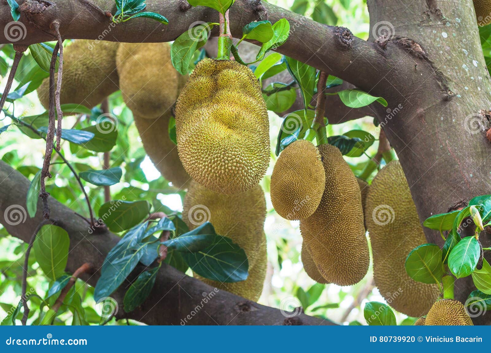 Jackfruit On A Jack Tree. Stock Photography | CartoonDealer.com #80739920