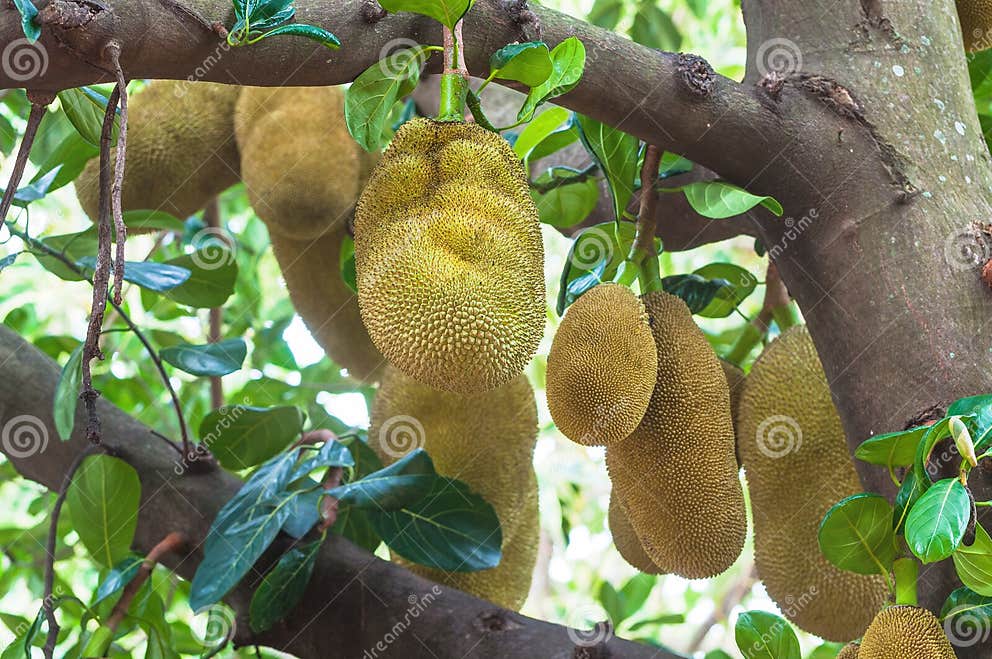 Jackfruit on a jack tree. stock photo. Image of branch - 80739920