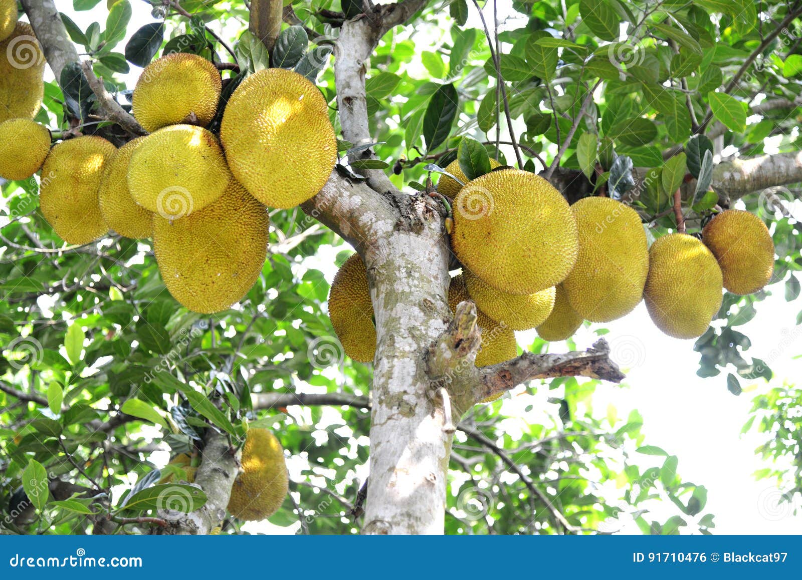 A Jack Tree Large Root Structure And Trunk Surface Texture Royalty-Free ...
