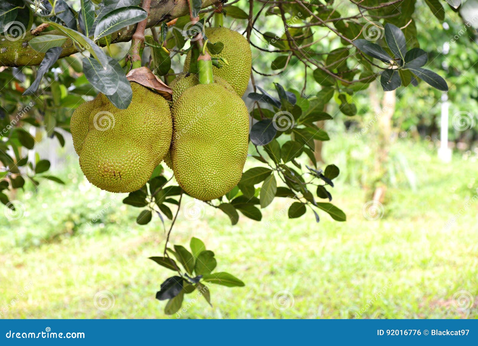 A Jack Tree Large Root Structure And Trunk Surface Texture Royalty-Free ...