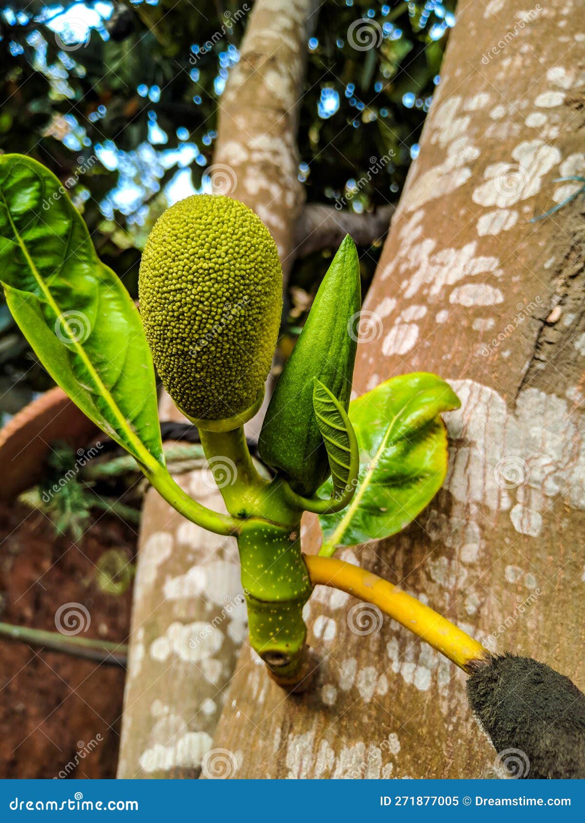A Jack Tree Large Root Structure And Trunk Surface Texture Royalty-Free ...