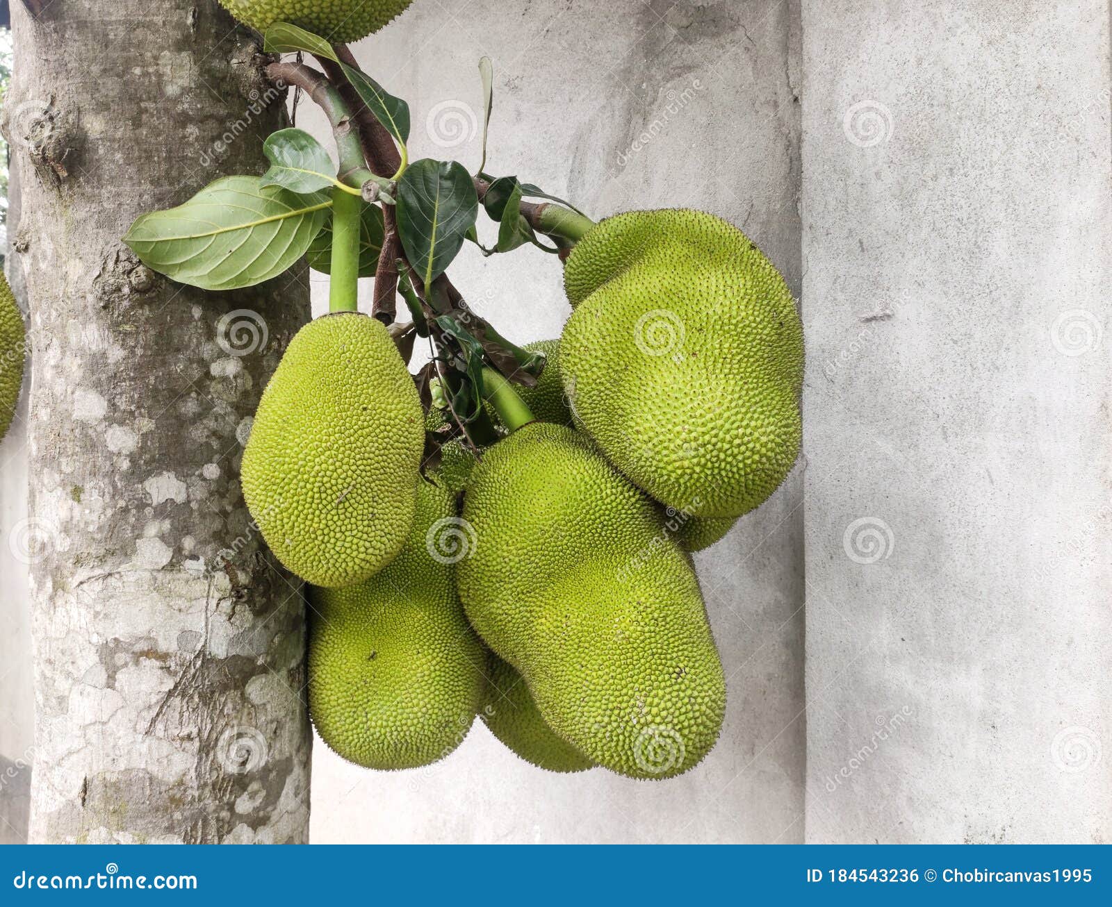 Jackfruit on a jack tree. stock photo. Image of prickly - 184543236