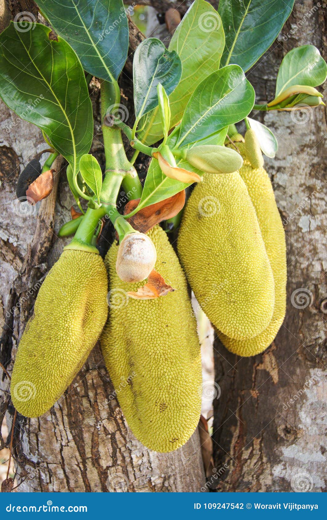 Jackfruit on tree stock photo. Image of tropical, suited - 109247542