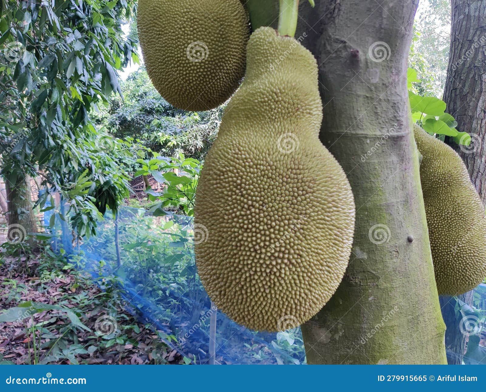 Jackfruit stock image. Image of citrus, branch, bunch - 279915665