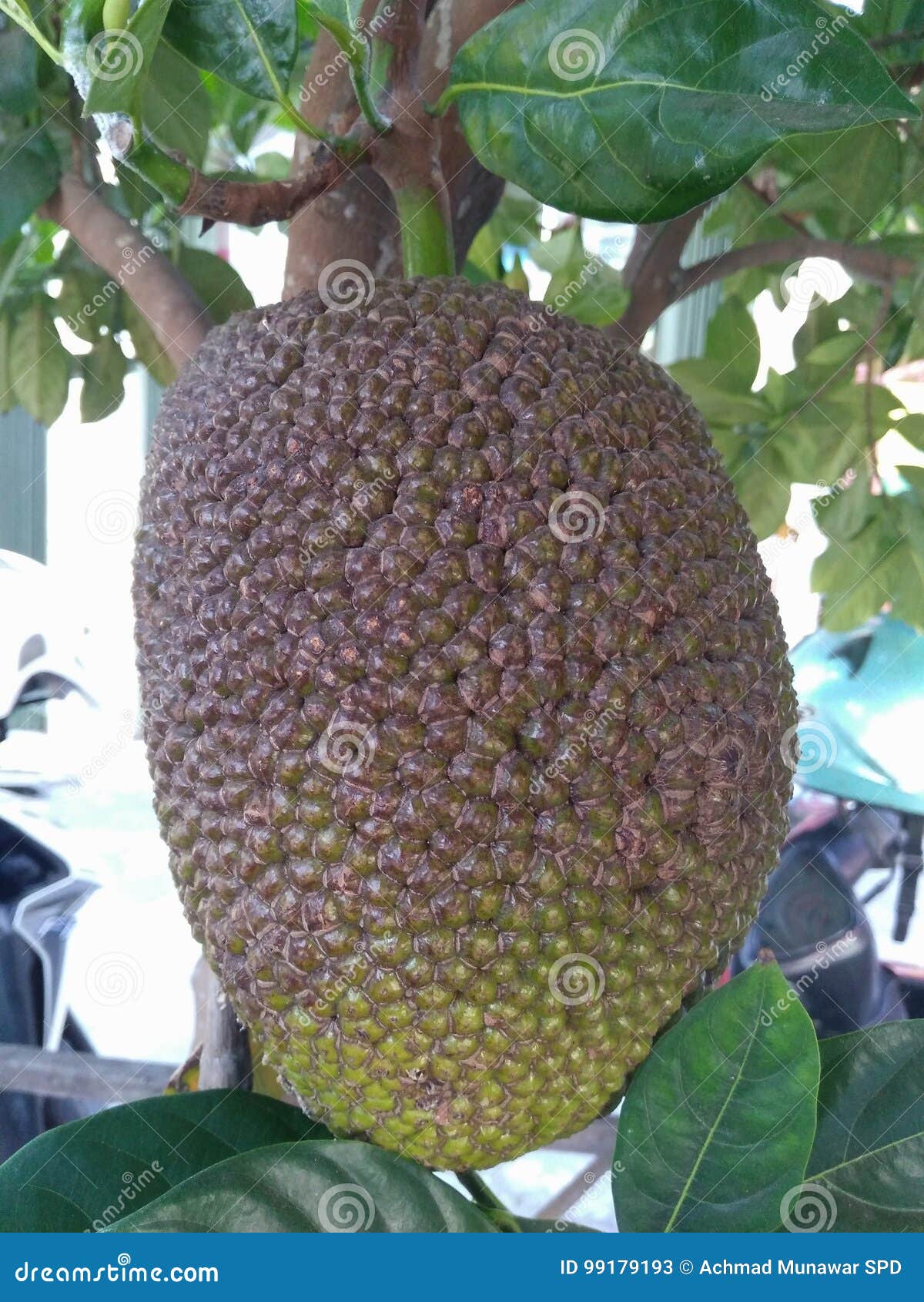 Jackfruit stock image. Image of brown, ready, leaf, harvest - 99179193