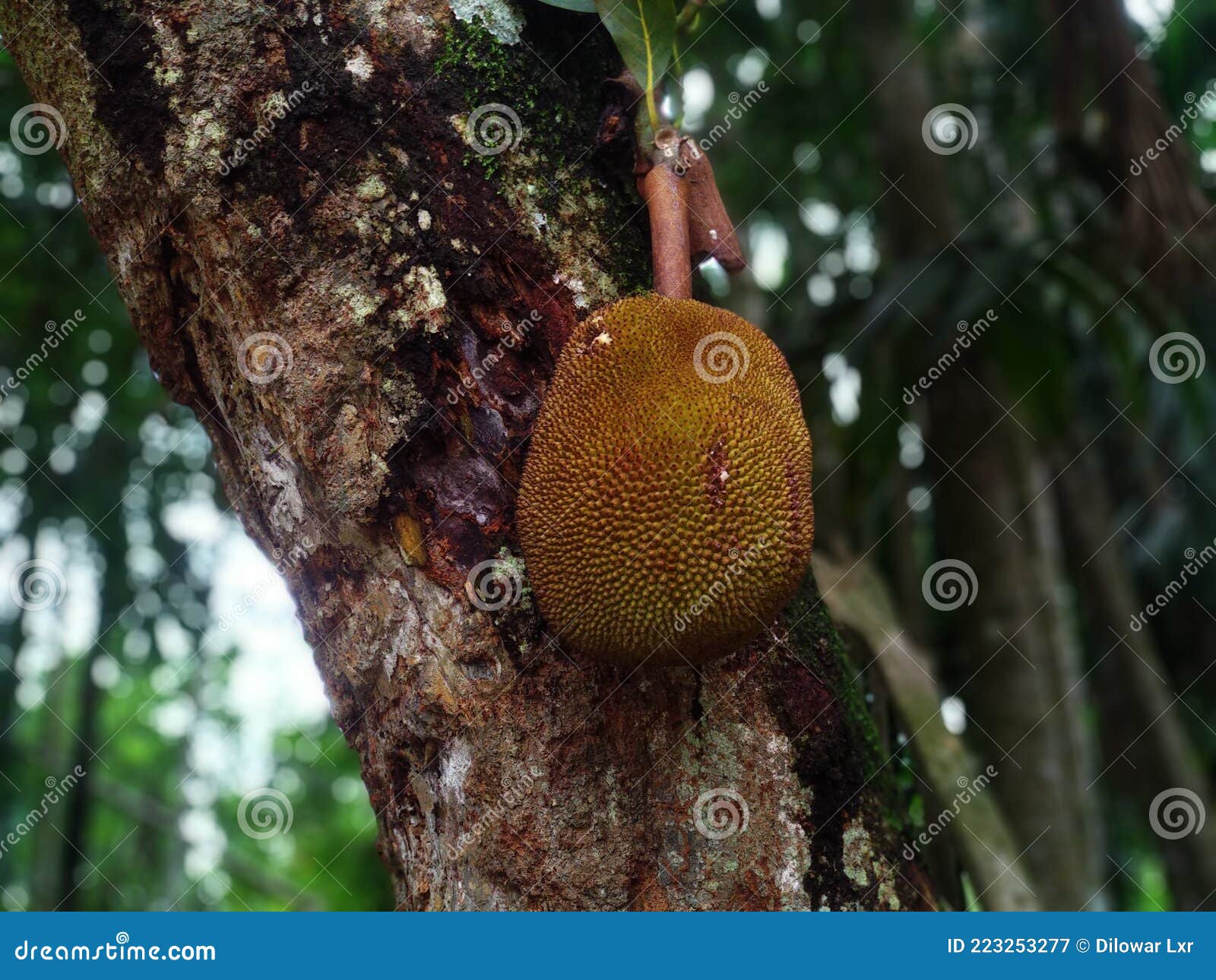 Jackfruit and trees stock image. Image of green, nature - 223253277