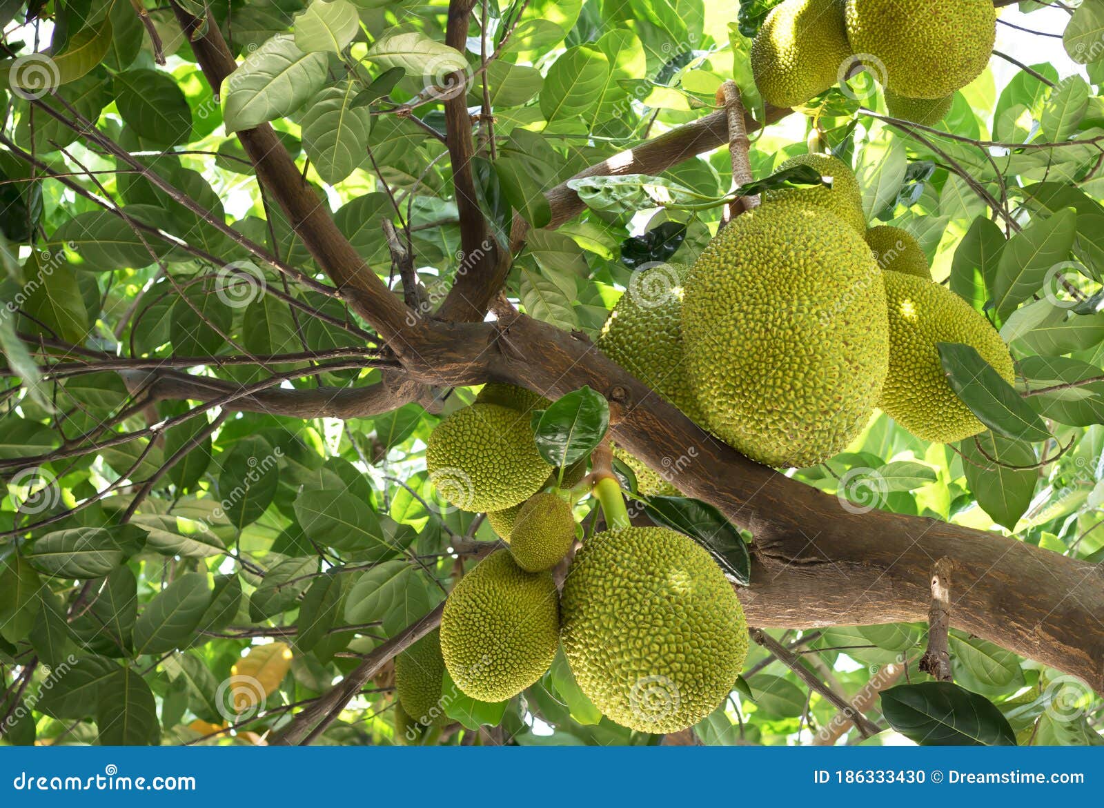 My Jackfruit Trees Have Been Fruitful In Front Of My House, The Big ...