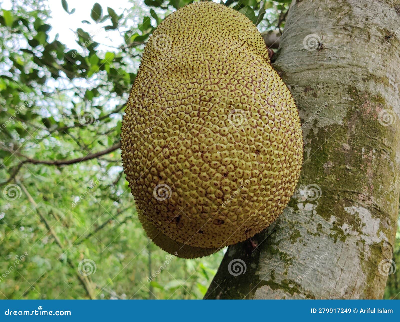 Jackfruit and Jackfruit Trees. Stock Image - Image of natural, tree ...