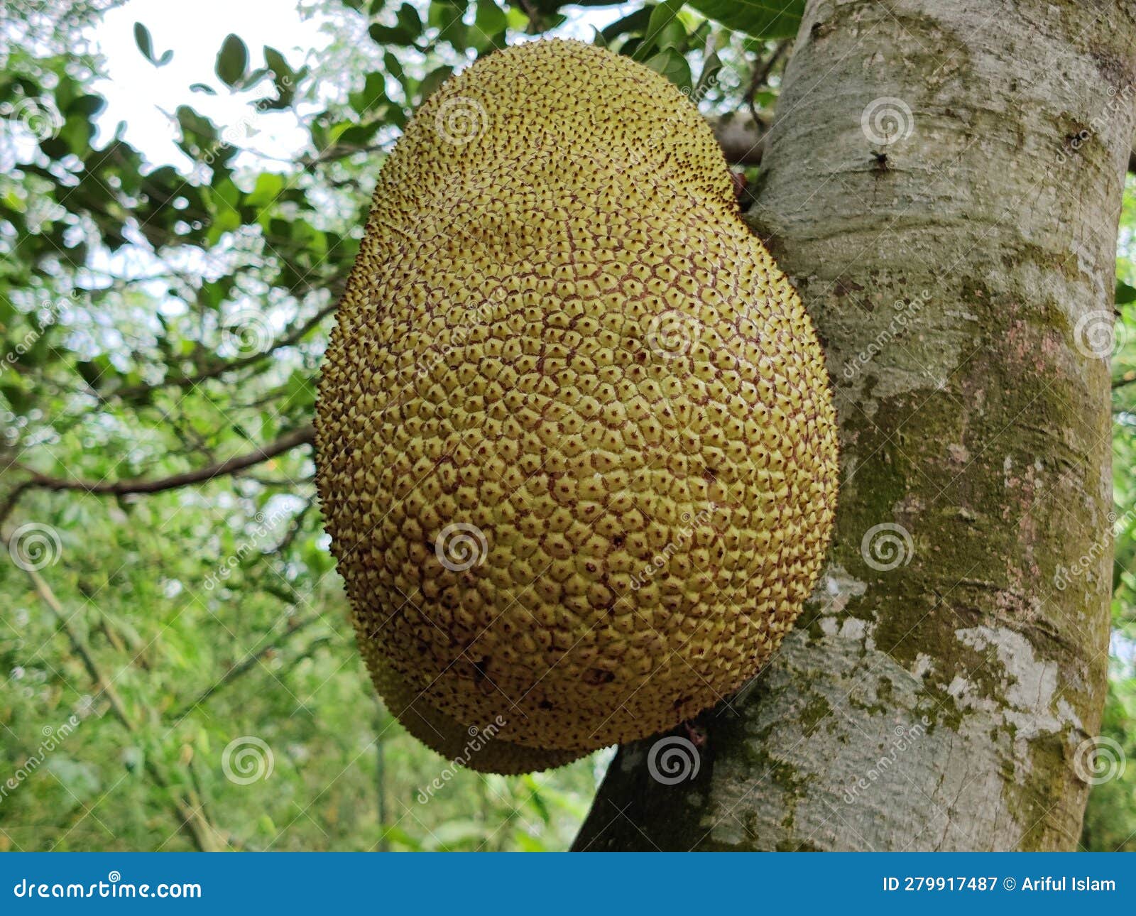 Jackfruit and Jackfruit Trees. Stock Image - Image of closeup, leaf ...