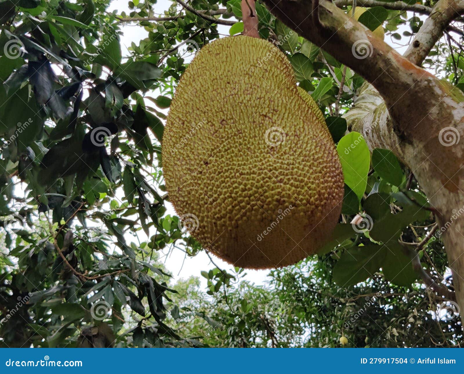 Jackfruit and Jackfruit Trees. Stock Photo - Image of agriculture ...