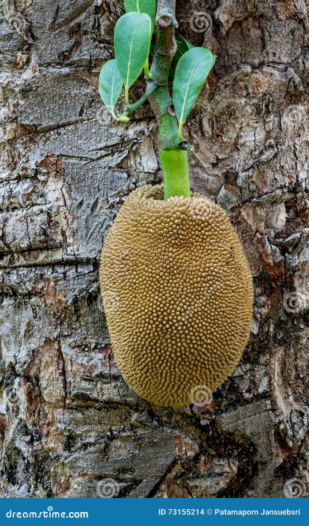 Jackfruit on Jackfruit Trunk Stock Photo - Image of summer, healthy ...