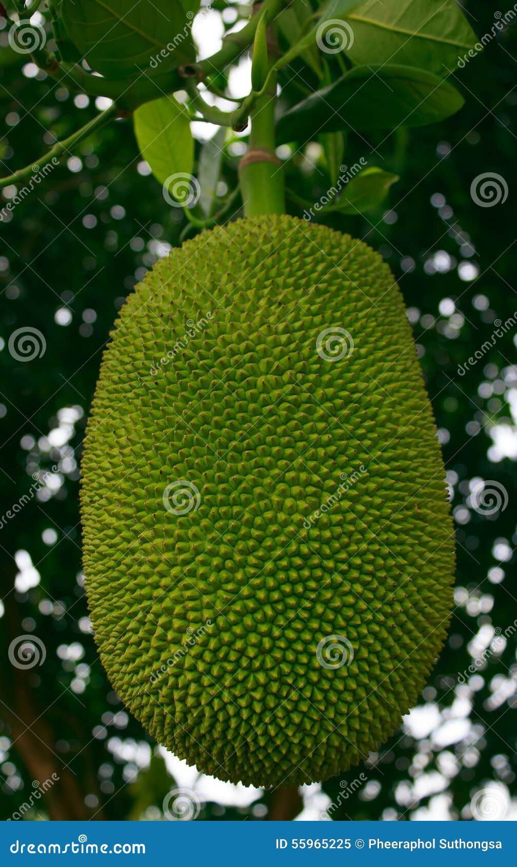 Jackfruit stock image. Image of garden, fruits, asia - 55965225