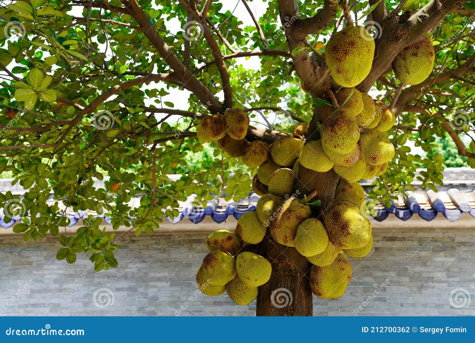 The Jackfruit, or Kanun, or Indian Breadfruit Tree is an Evergreen Tree ...