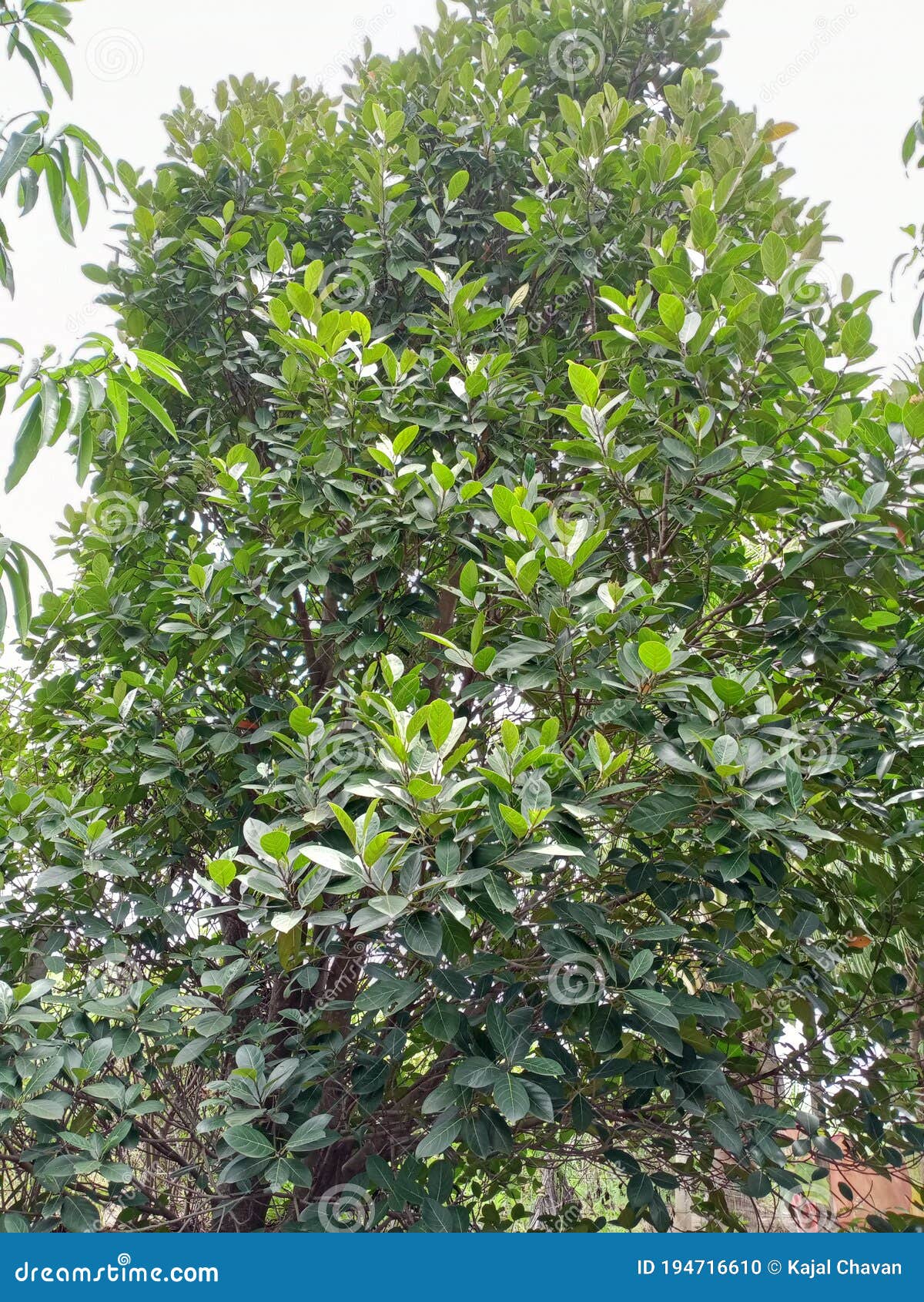 Image of Jackfruit Tree in India Stock Photo - Image of greenleavees ...