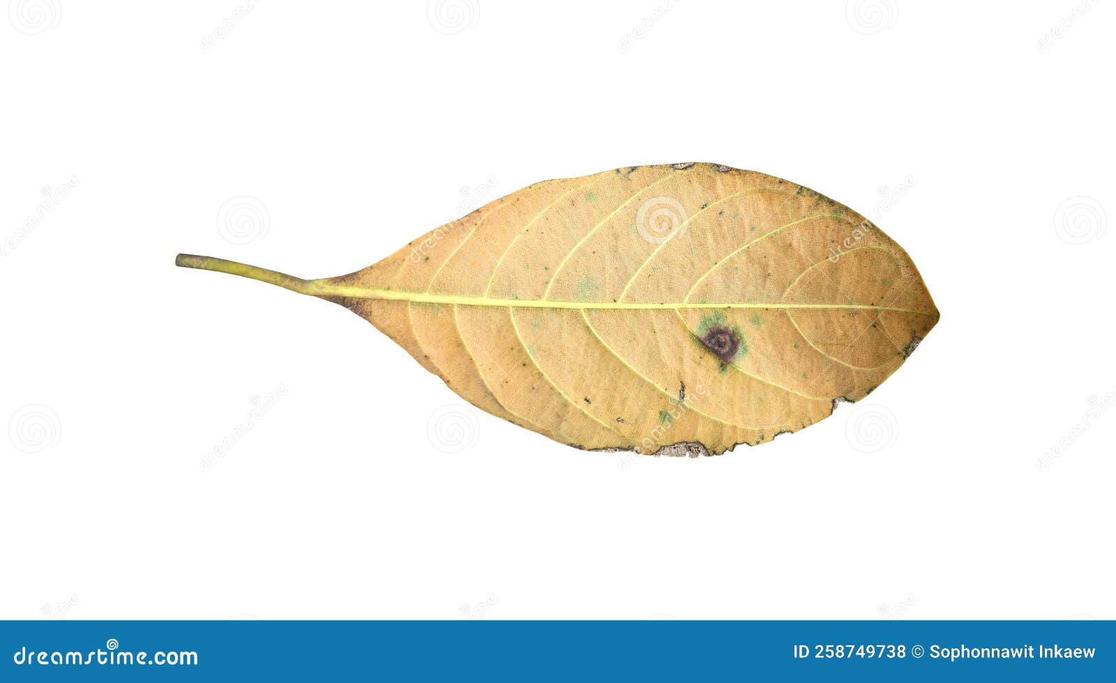 Jackfruit leaf stock photo. Image of botany, flower - 258749738