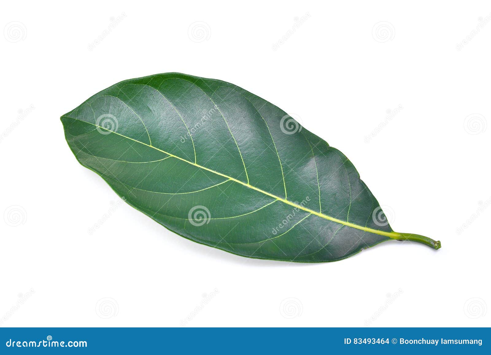 Jackfruit Leaf Isolated on White Background Stock Photo - Image of ...