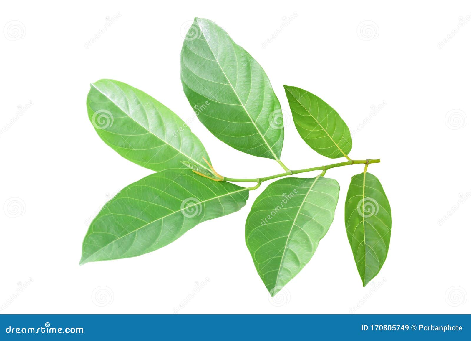 Jackfruit Leaf Isolated on White Background Stock Image - Image of ...