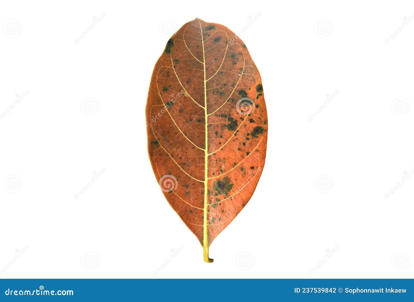 Jackfruit leaf isolation stock photo. Image of dead - 237539842
