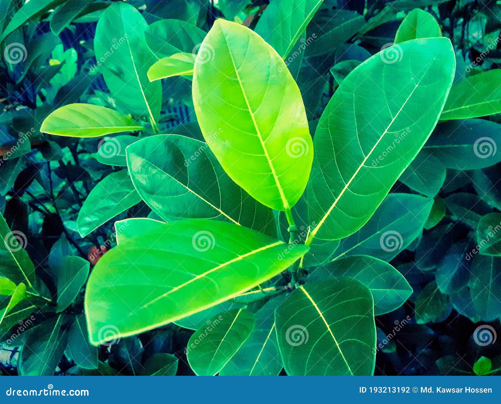 Jackfruit With Jackfruit Leaf, Isolated On White Background Stock ...