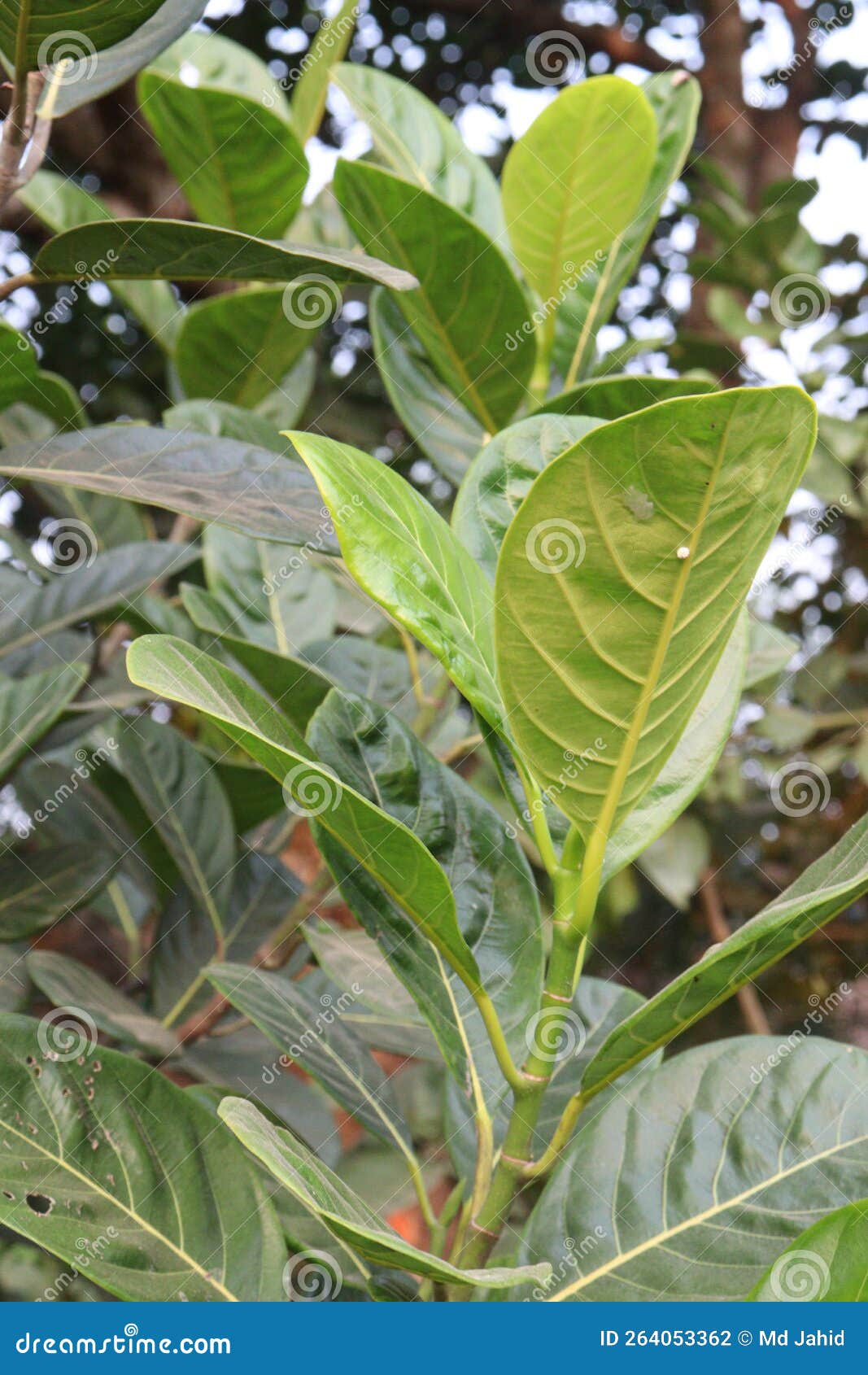 Jackfruit Leaf Stock on Tree Stock Photo - Image of healthy, botany ...