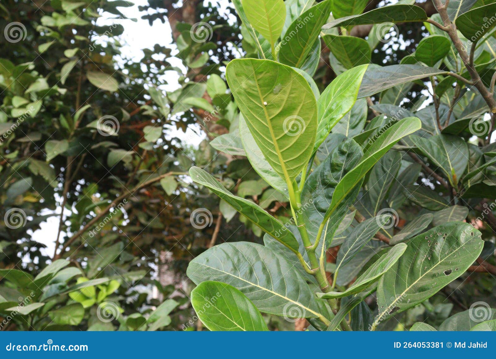 Jackfruit Leaf Stock on Tree Stock Image - Image of garden, organic ...