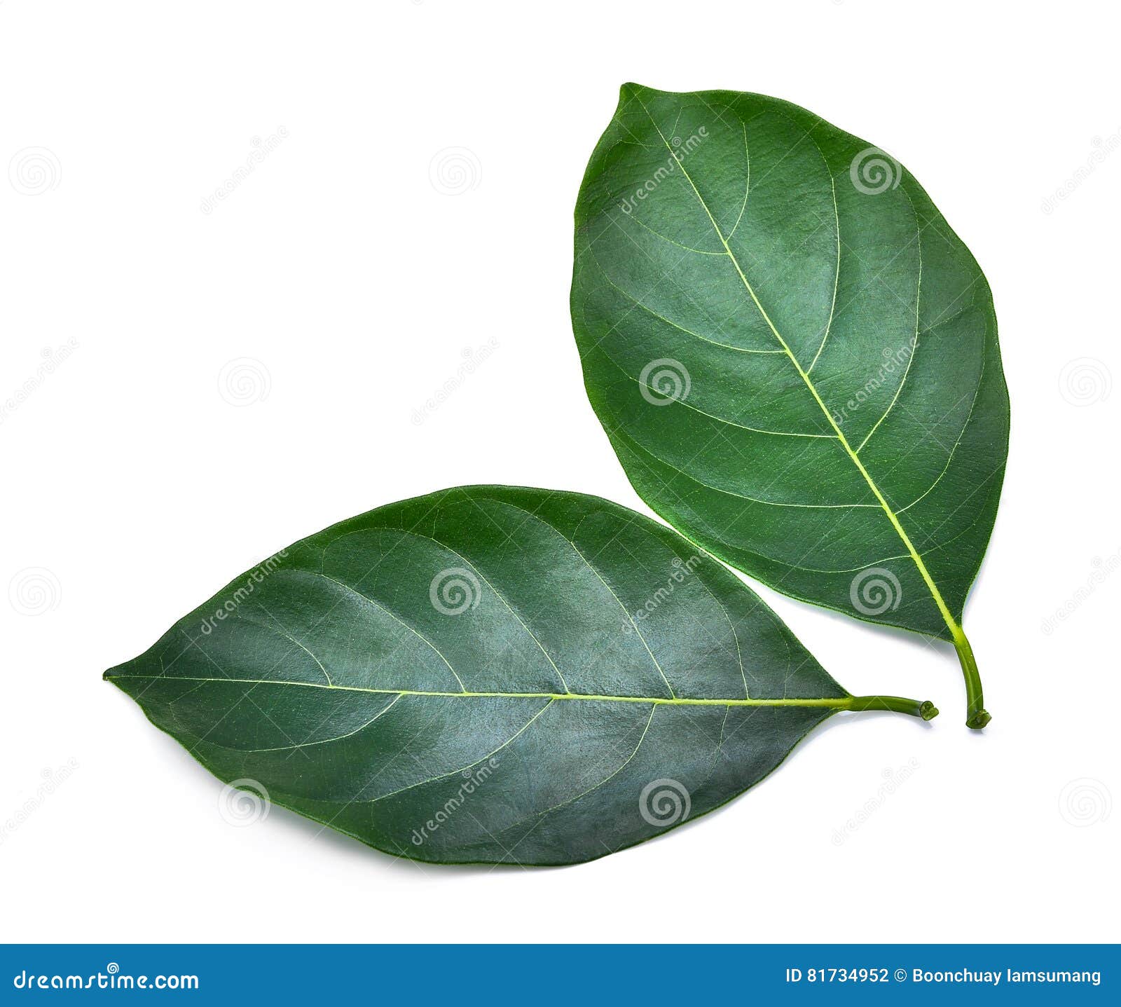 Jackfruit Leaf on White Background Stock Photo - Image of abstract ...