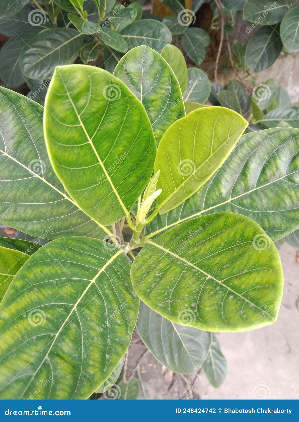 Jackfruit leafs closeup stock photo. Image of vegetable - 248424742