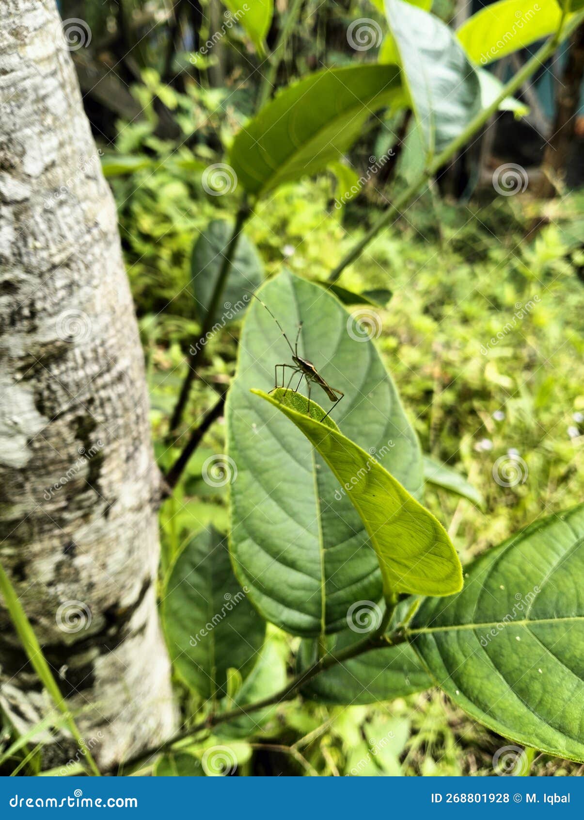 Jackfruit Leaves Infested by Stink Bugs Stock Photo - Image of leaves ...