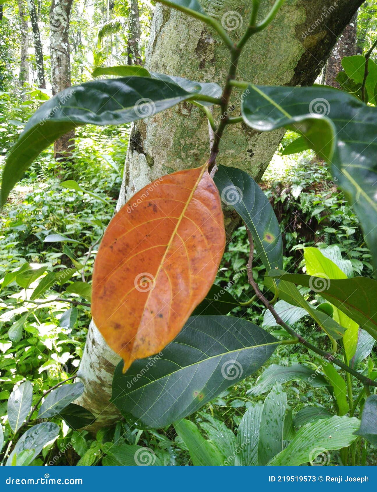 Jackfruit Leaves with Orange Coloured Dry Leaf Stock Image - Image of ...