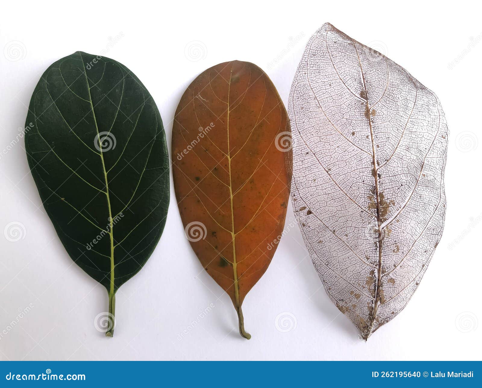Jackfruit Leaves at Various Stages of Aging until the Bones of the ...