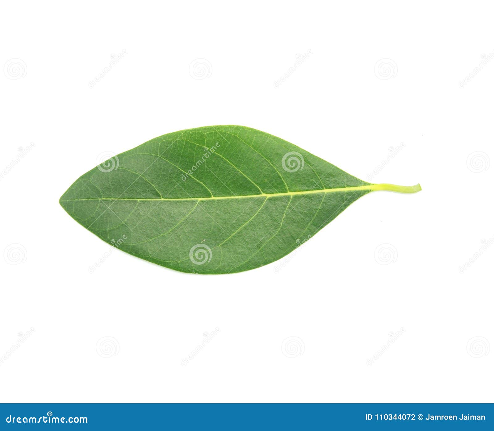 Jackfruit Leaves on White Background Stock Photo - Image of texture ...