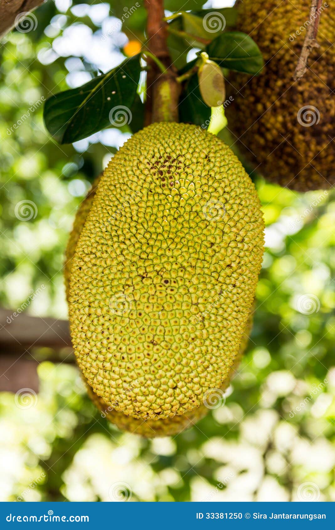 Jackfruit stock photo. Image of garden, leaf, healthy - 33381250
